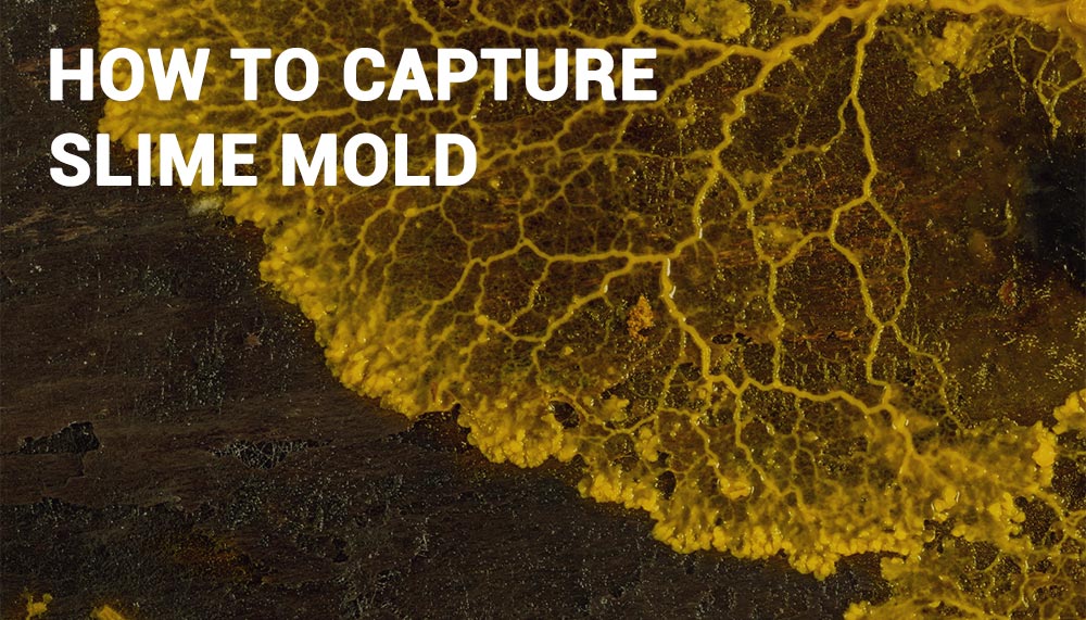 Capturing Slime Mold Growth Time Lapse - ATLI Timelapse